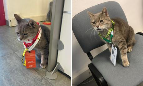 Addio a Formulino: è morto il gatto-mascotte dell'autodromo di Imola ...