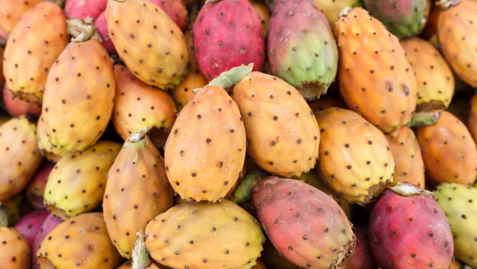 Fichi d’India contro diabete e colesterolo: ecco cosa dice la scienza ...