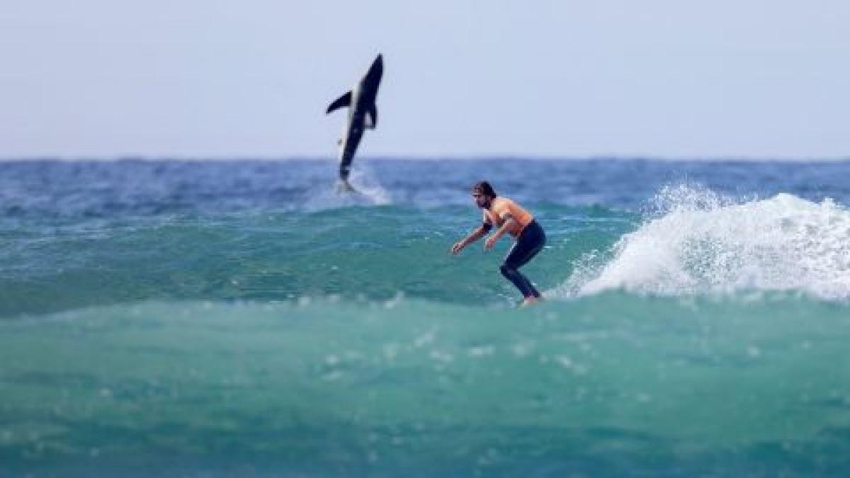 Surf, la foto dello squalo salta fuori dall'acqua dietro a un surfista ...