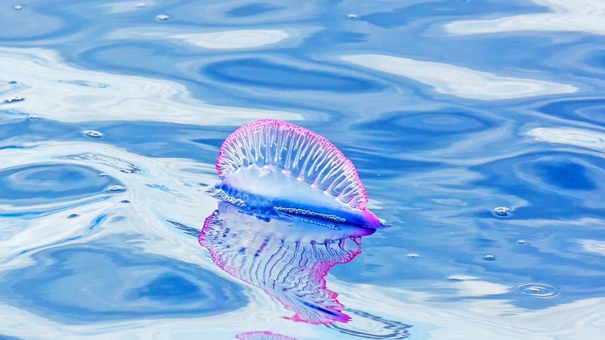 Pericoli in vacanza: vipere, vermocani, finti mirtilli | Gazzetta.it