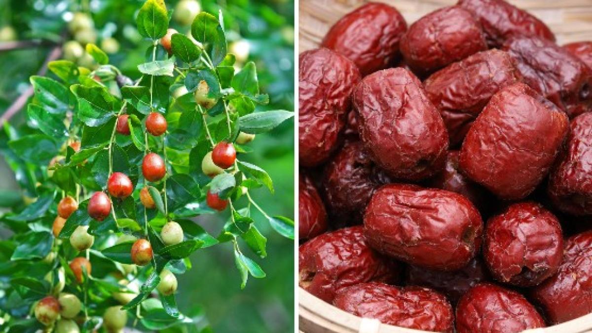 Giuggiole: proprietà, ricette, storia e i migliori abbinamenti ...