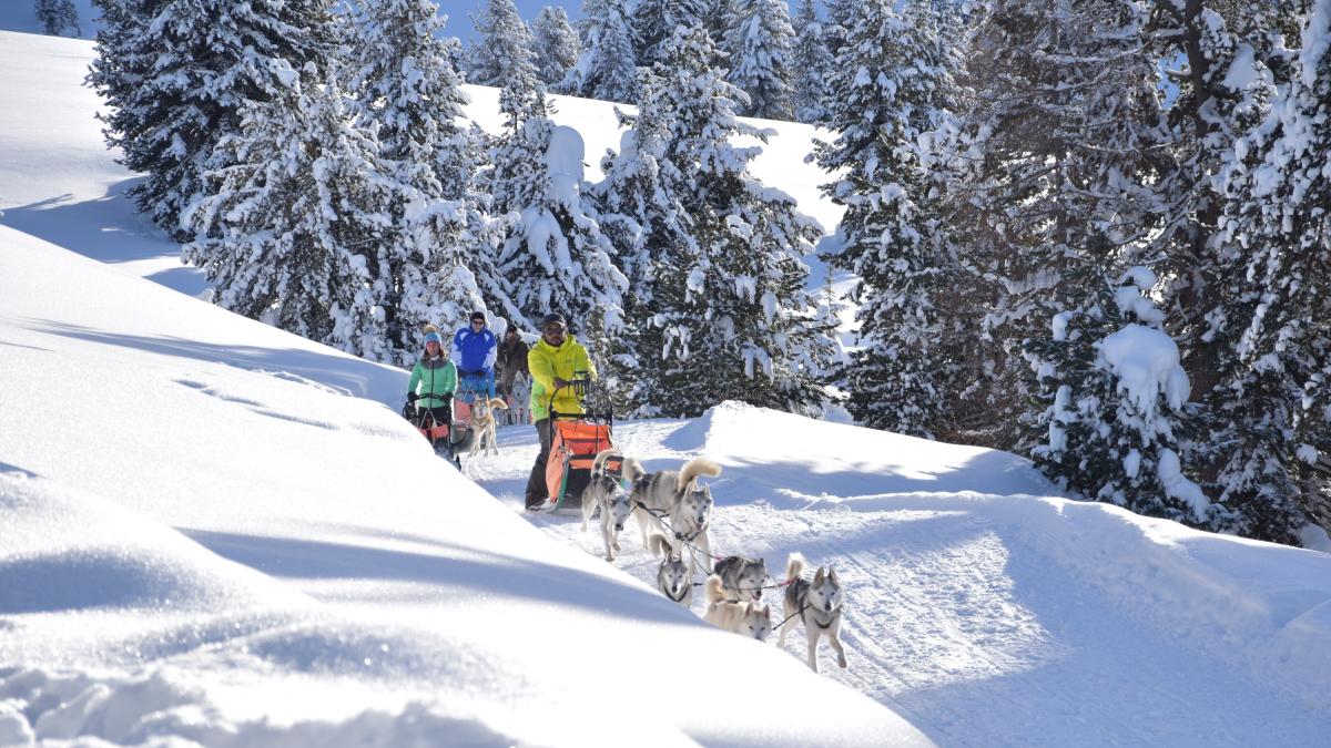 Sleddog in Italia: dove provare la slitta da neve trainata da cani ...