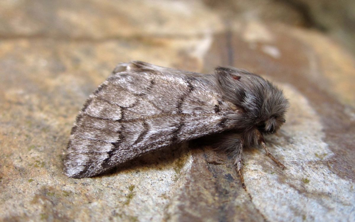Processionaria: uomo e cani in pericolo. Che fare se ti alleni outdoor ...