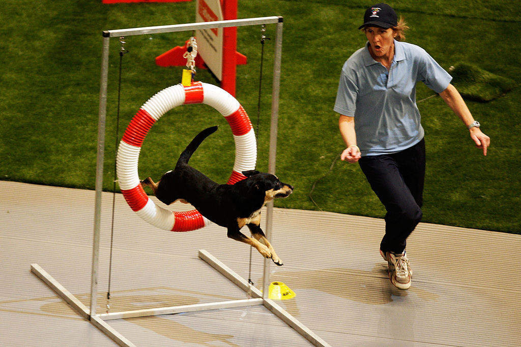 Agility Dog, benefici per cane e padrone. Ecco quali sono | Gazzetta.it