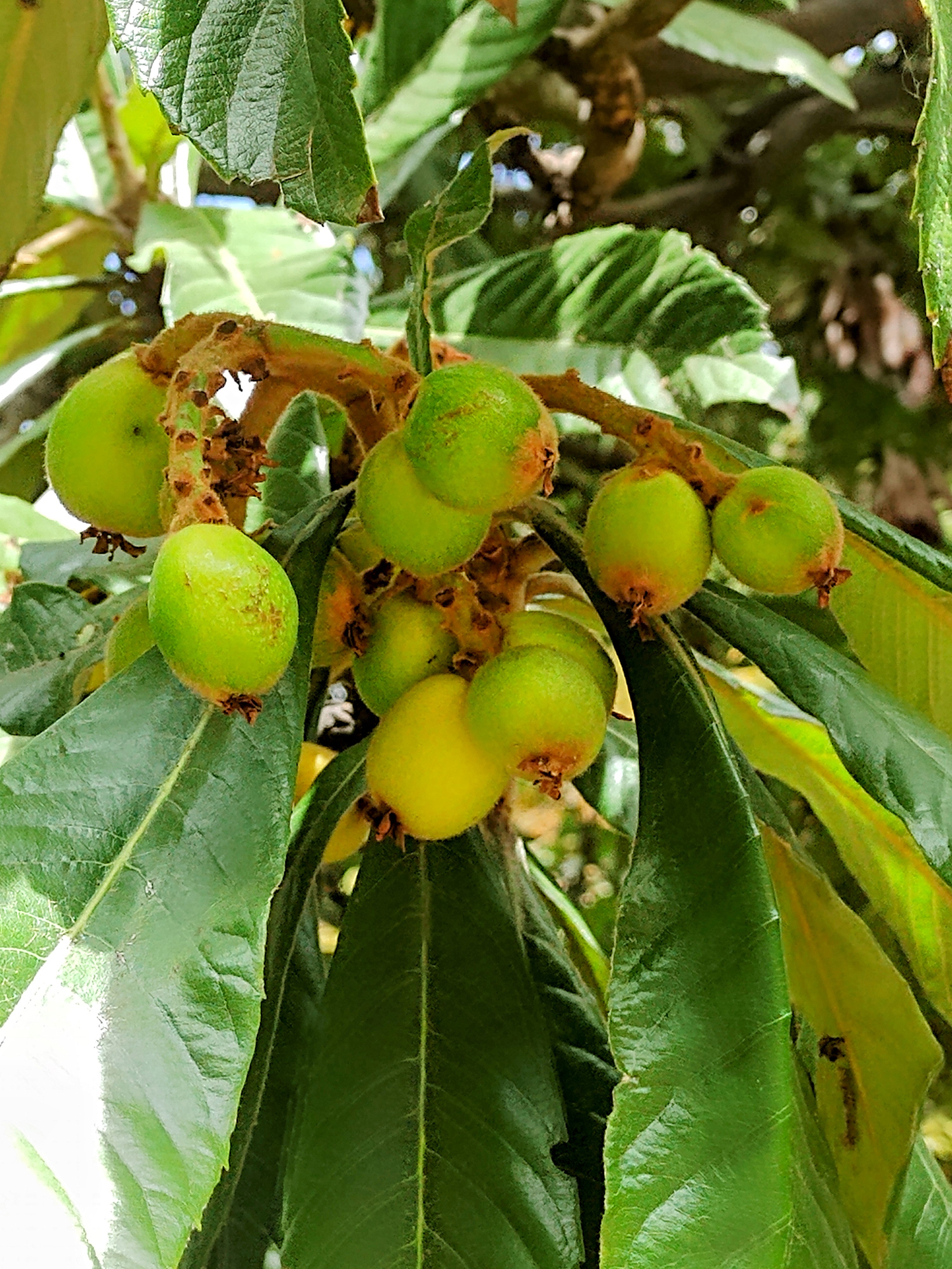 Nespole: dal periodo e la stagione alle proprietà, cosa sapere ...