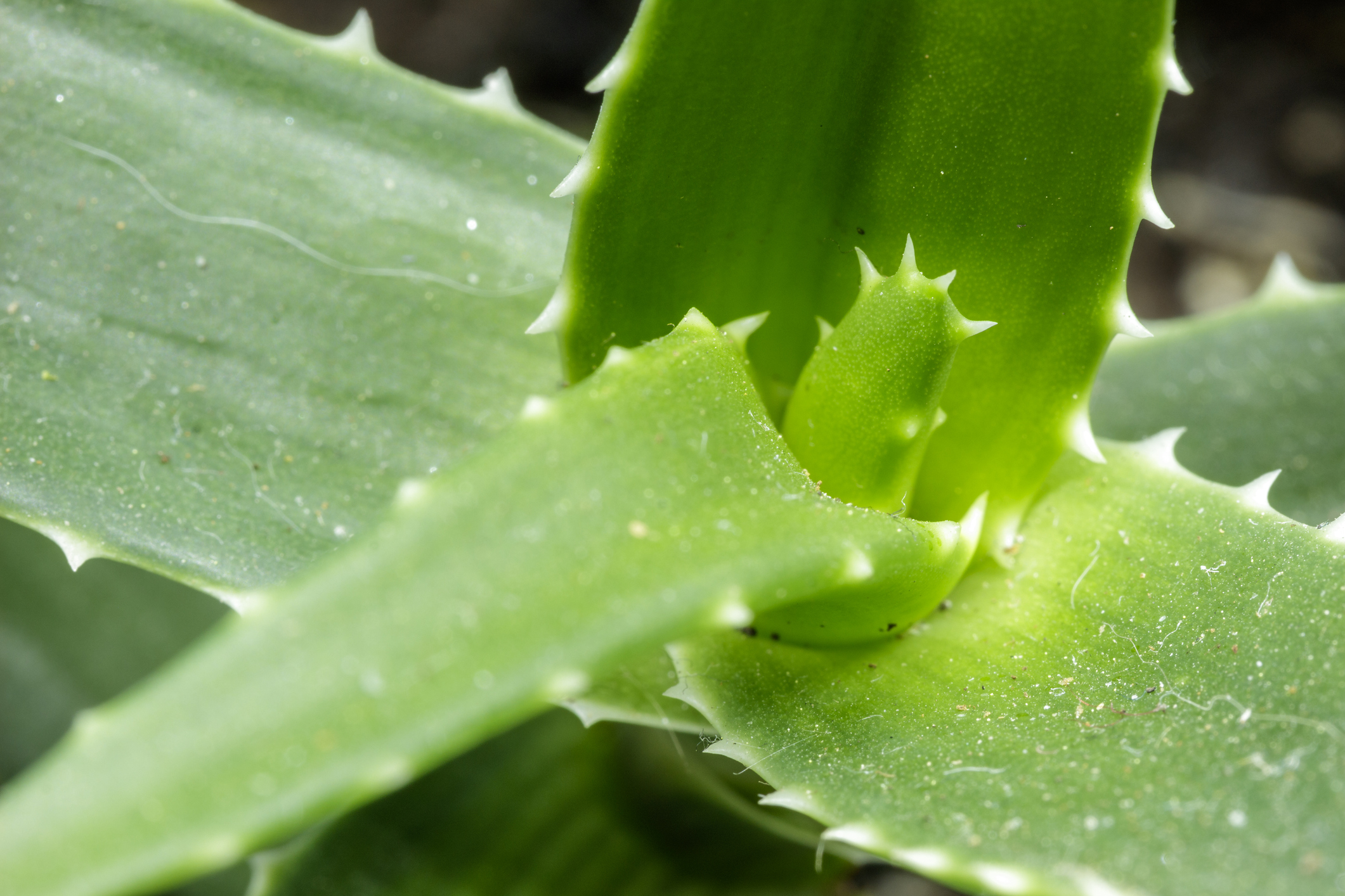 Aloe da bere o in gel: cos’è, a cosa serve e tutti i suoi benefici ...