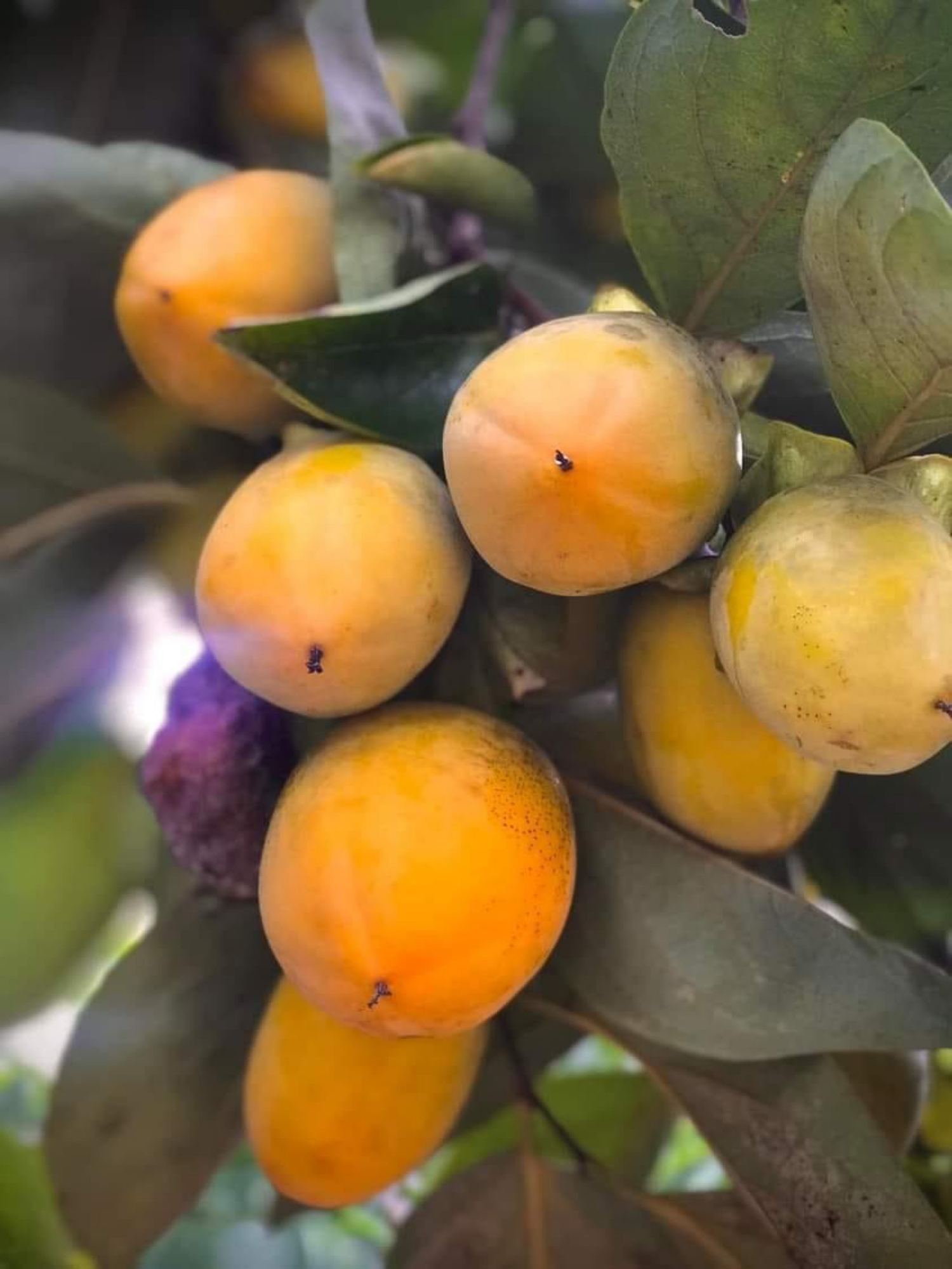 Fisetina a cosa serve, i suoi benefici, in quali cibi si trova ...