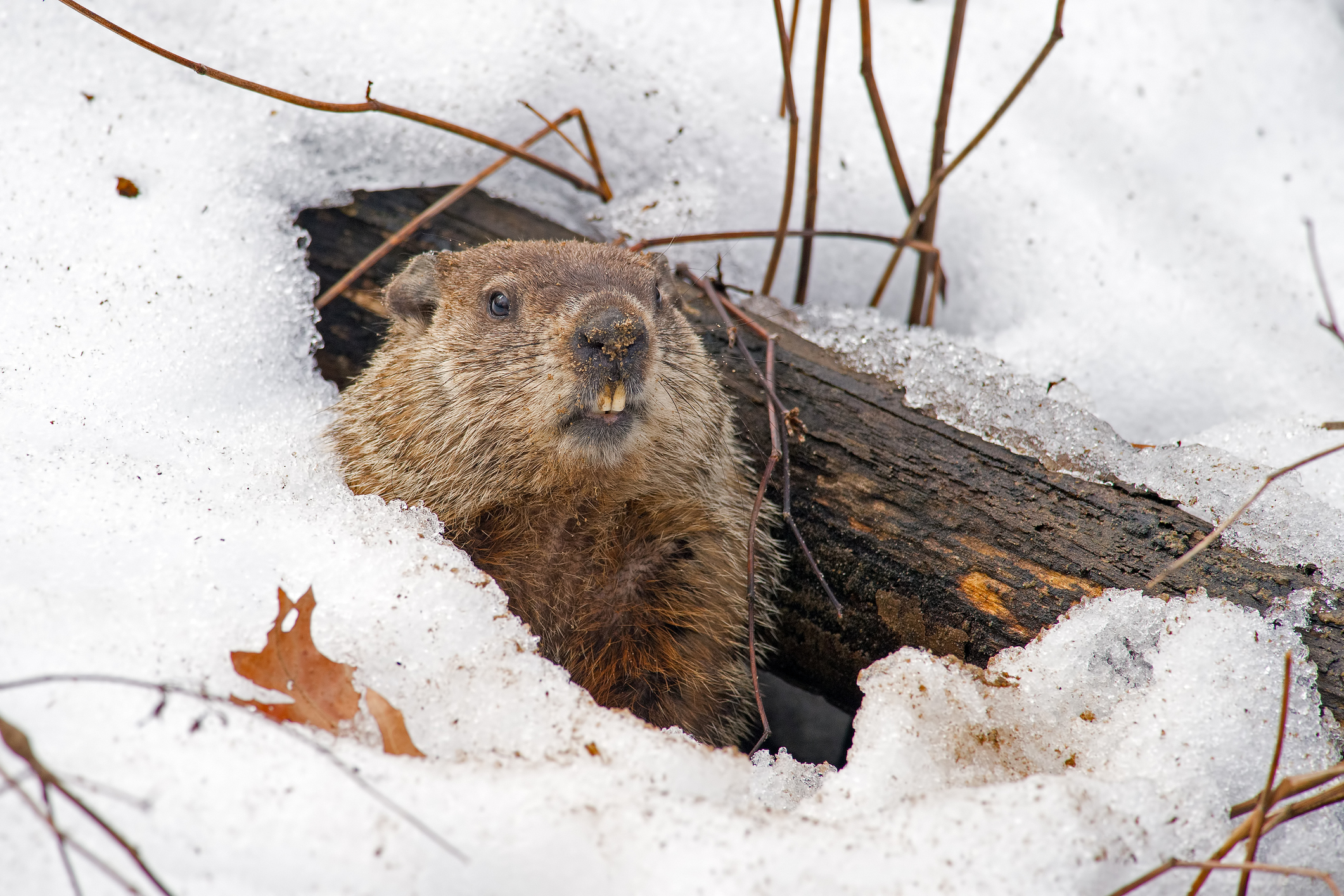 Giorno della marmotta 2024: cos'è, dove si festeggia, cosa succede ...