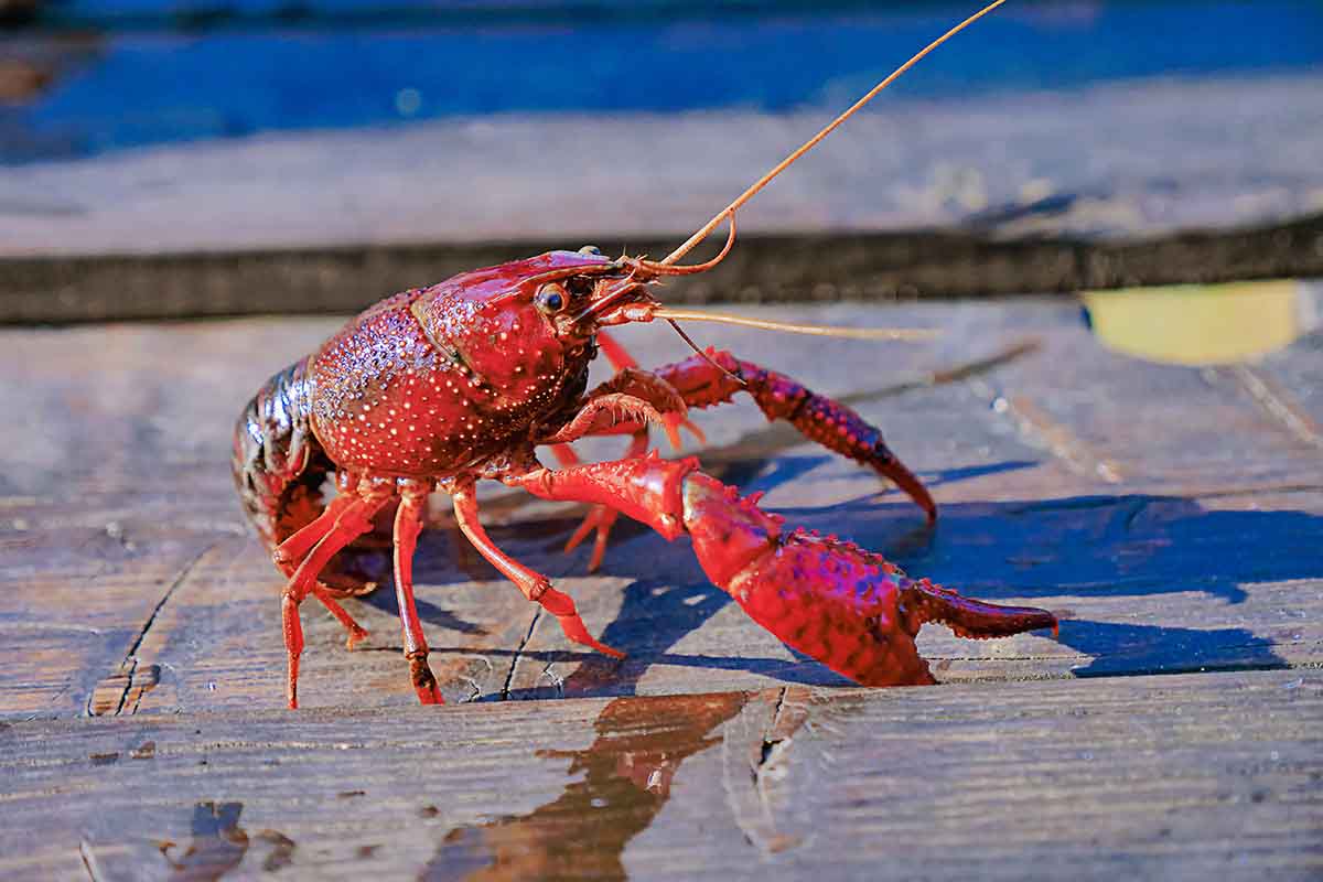 Gambero rosso della Louisiana: cos'è, come è arrivato in Italia | Gazzetta.it