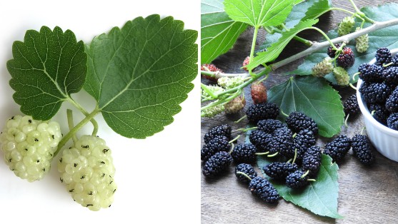 Gelso bianco o nero: more e foglie ricche di proprietà. Usi e benefici ...