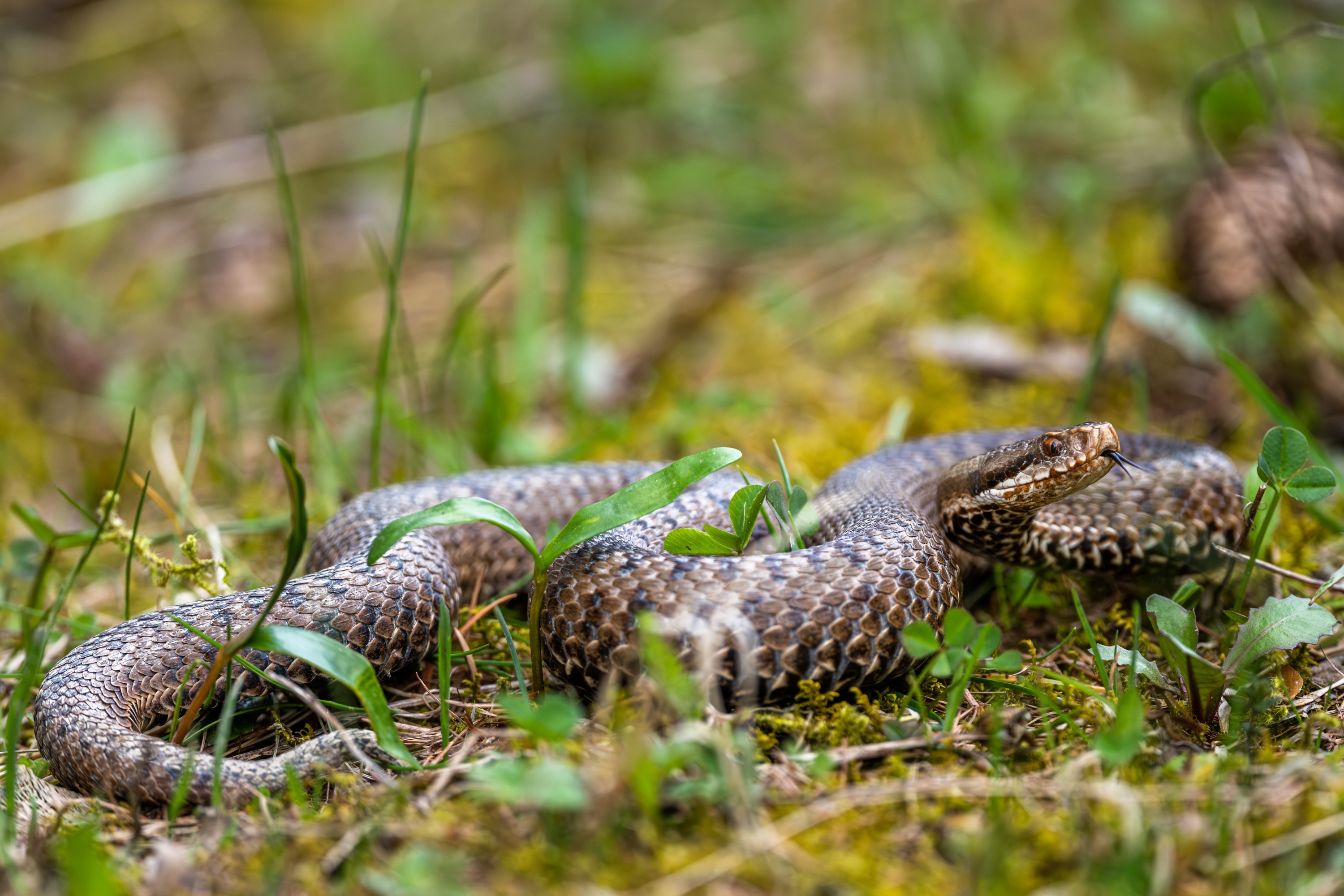 Vipera morso: cosa fare? Primo soccorso ed errori da evitare | Gazzetta.it